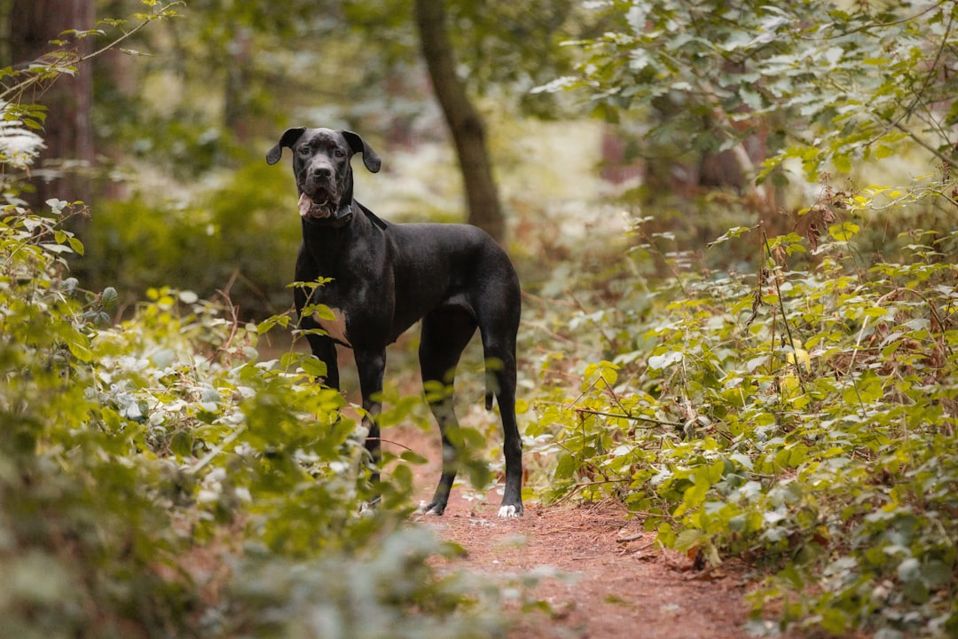 Dogue allemand bringé : histoire, caractère et conseils 2025